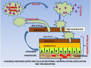 Bioecological Perspective of Entomopathogenic Fungi with Respect to ...