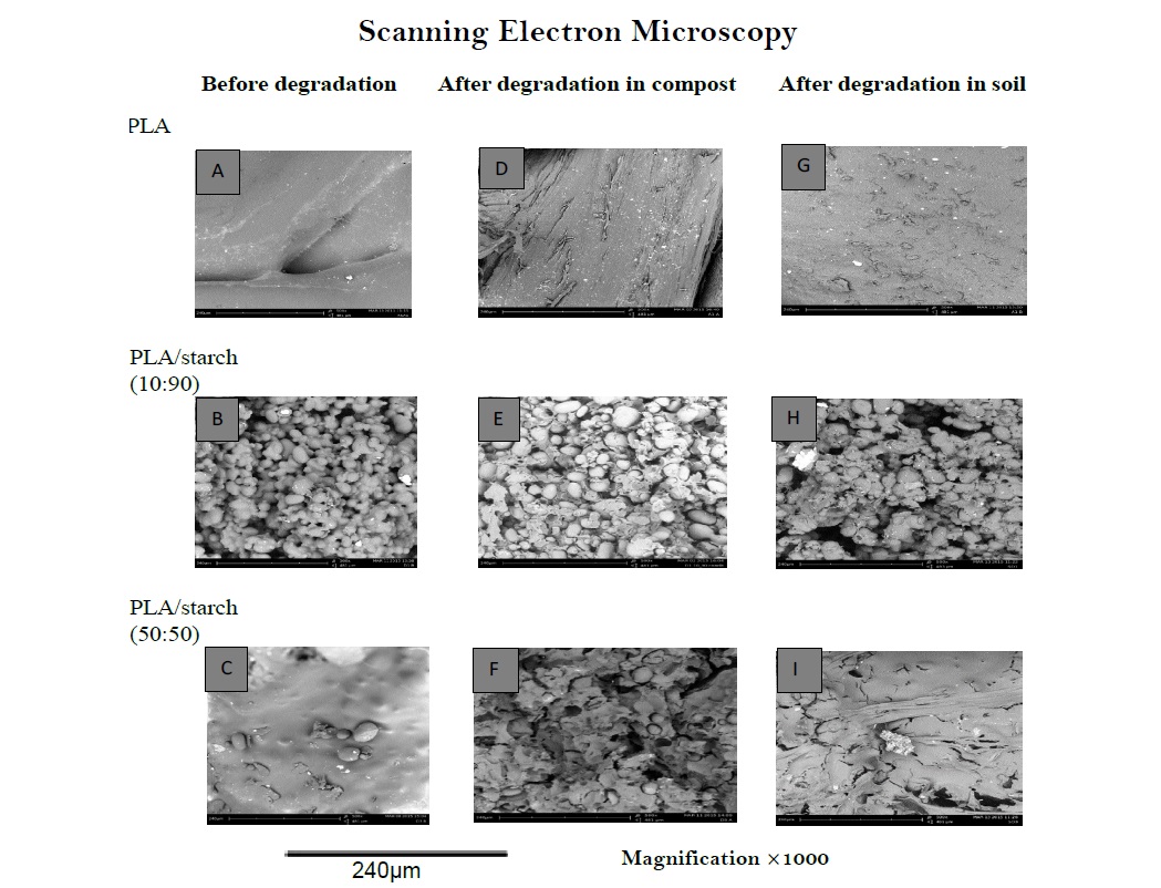 Biodegradation of Polylactic Acid and Starch Composites in Compost and Soil