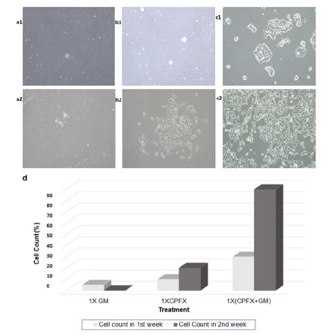 Curing of Mammalian Cell Lines from Severe Bacterial Contamination