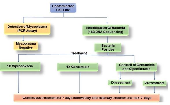 Curing of Mammalian Cell Lines from Severe Bacterial Contamination