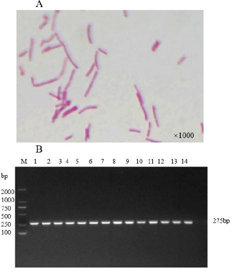 Molecular Serotyping and Resistance Profiling of Haemophilus parasuis ...