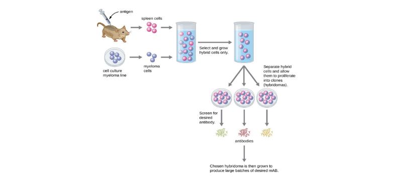 The HOPE Method: Reverse Engineering Antibodies of recovered Patients ...