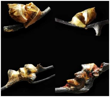 Two New Species of the Antipatharian-Inhabiting Barnacle, of the Genus ...