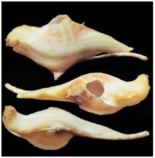 Two New Species of the Antipatharian-Inhabiting Barnacle, of the Genus ...