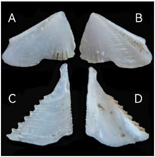 Two New Species of the Antipatharian-Inhabiting Barnacle, of the Genus ...