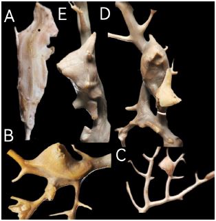 Two New Species of the Antipatharian-Inhabiting Barnacle, of the Genus ...