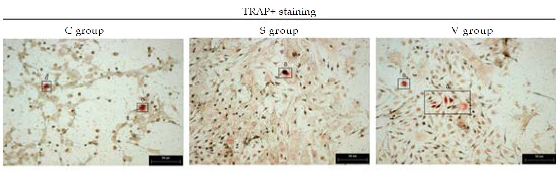 Stable Changing Fluid Shear Stress Promotes Osteogenesis
