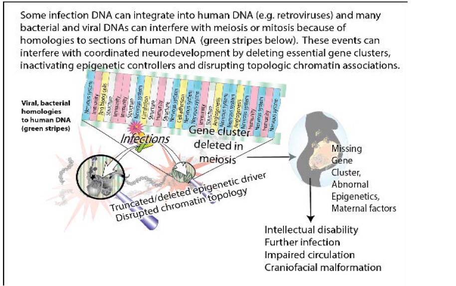 A Genome Model to Explain Major Features of Neurodevelopmental Disorders