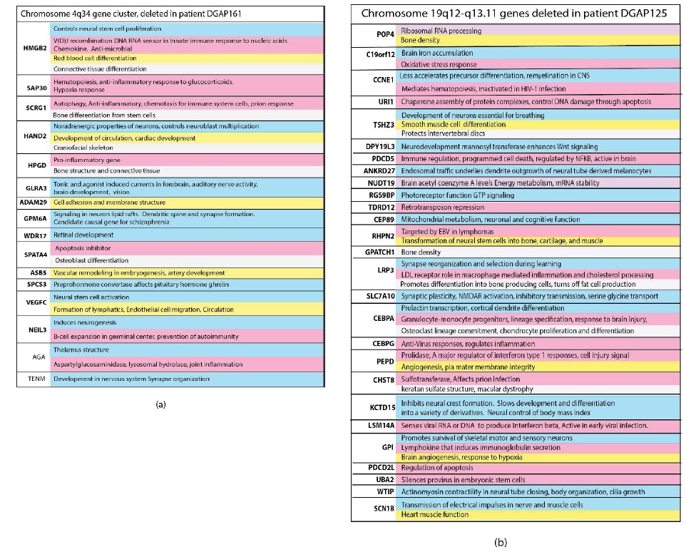 A Genome Model to Explain Major Features of Neurodevelopmental Disorders