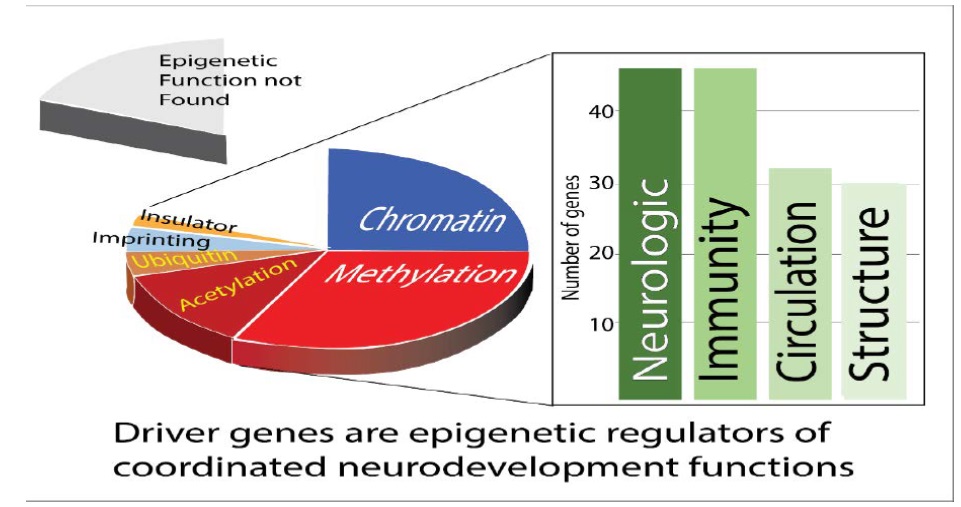 A Genome Model to Explain Major Features of Neurodevelopmental Disorders