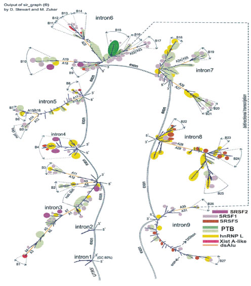 Secondary Structure of Pre-mRNA Introns for Genes in the 15q11-12 Locus ...