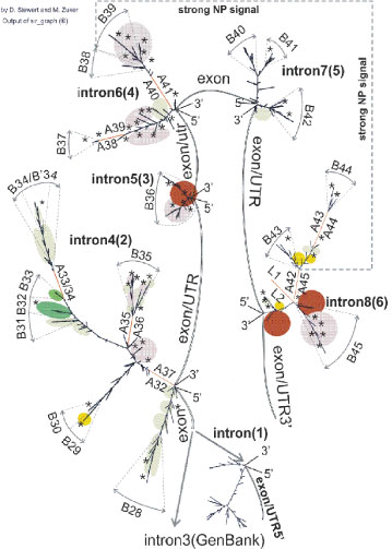 Secondary Structure of Pre-mRNA Introns for Genes in the 15q11-12 Locus ...