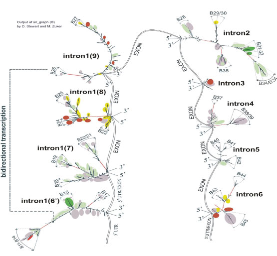 Secondary Structure of Pre-mRNA Introns for Genes in the 15q11-12 Locus ...