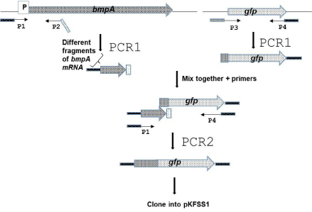 Borrelia burgdorferi 297 bmpA Encode the mRNA that Contains ORF for a ...