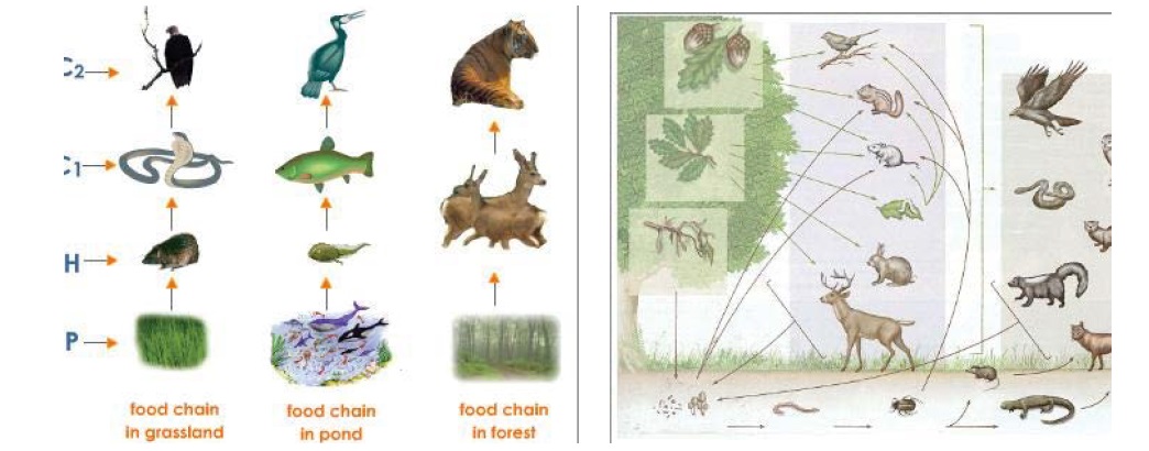 Meditation and World Peace